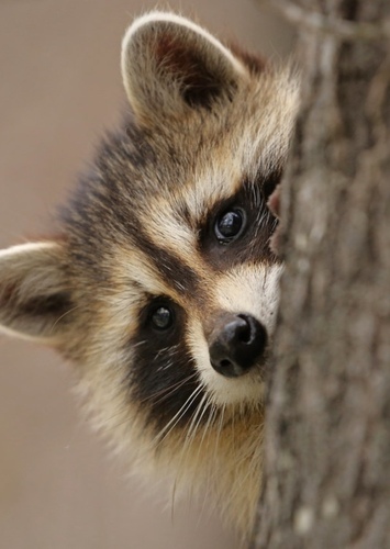 Riley Raccoon Fan Casting for Raccoon Journey | myCast - Fan Casting ...