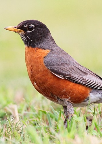 Robin Fan Casting for North American Animals (tv series) | myCast - Fan ...