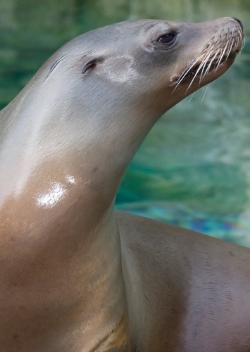 Rudder Fan Casting for Finding Dory (2026) | myCast - Fan Casting Your ...