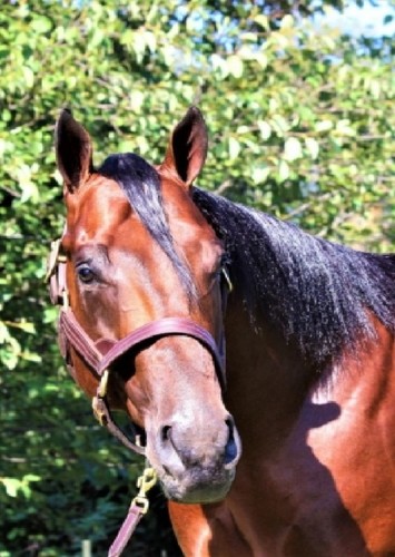 Racing Stripes Movie Characters