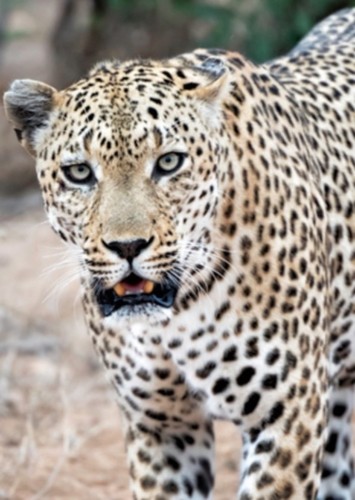 African Leopard Fan Casting