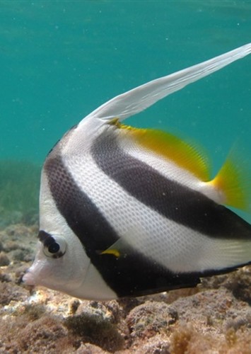 Sam Fan Casting for Finding Nemo (2027) | myCast - Fan Casting Your ...