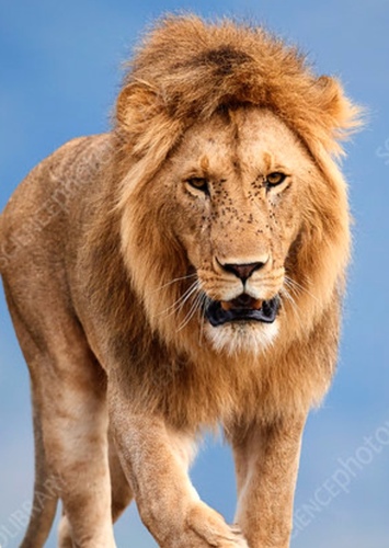 Find an Actor to Play Samson in The Wild (2026) on myCast