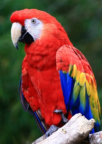 Scarlet Macaw Fan Casting for Animals around the world (tv series ...