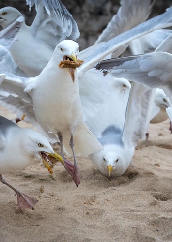 Seagulls Fan Casting for Finding Nemo (2023) | myCast - Fan Casting ...