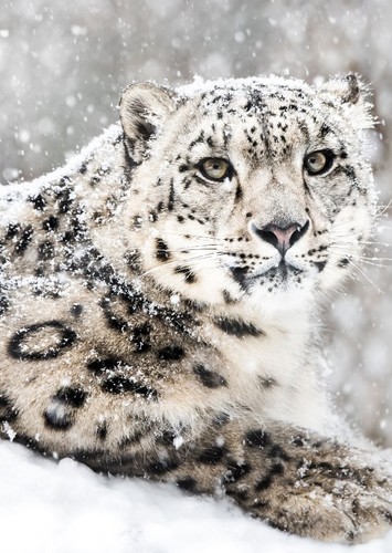 Shadow The Snow Leopard Talking Voice Fan Casting for Animal Crew ...