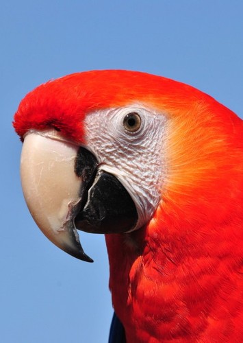 Sid Fan Casting for Tarzan (2029) | myCast - Fan Casting Your Favorite Stories