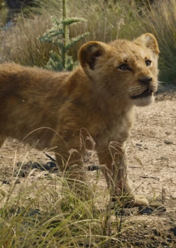 Simba “Young” Fan Casting for The Lion King 1½ (2024) | myCast - Fan ...