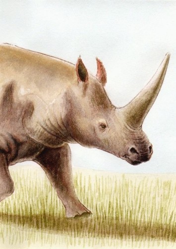 Sinotherium Fan Casting for Prehistory | myCast - Fan Casting Your ...