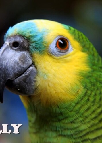 Skully The Pirate Parrot Fan Casting for Minecraft The Movie Starring ...