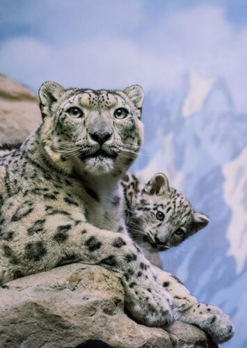 Snow Leopard Fan Casting for Wild Horizons: Exploring Earth's Untamed ...