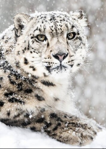 Snow Leopard Fan Casting for Fictional animal characters | myCast - Fan ...
