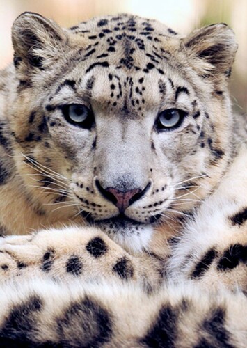 Snow Leopard Fan Casting for Nature | myCast - Fan Casting Your Favorite Stories