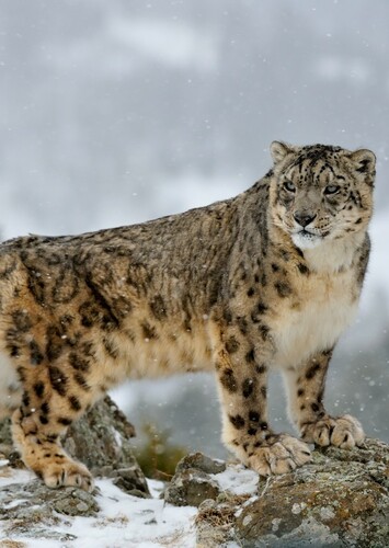 Snow Leopard Fan Casting for Meet the Animals | myCast - Fan Casting Your Favorite Stories