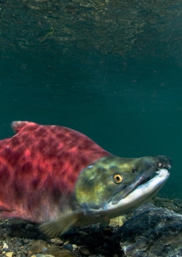 Sockeye Salmon Fan Casting for North American Animals (My Verison ...