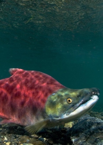 Sockeye Salmon Fan Casting for Wild Earth: North America | myCast - Fan ...