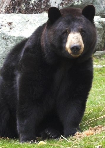 Find an Actor to Play Sonya the Bear in Madagascar Second Trilogy (Live ...