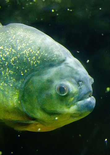 Spike Fan Casting for Finding Nemo (2027) | myCast - Fan Casting Your ...