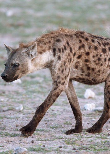 Fan Casting Henry Cavill as Spotted Hyena in Atlas of the Natural World ...