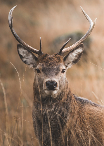 Sgt. Andrew Carter Fan Casting