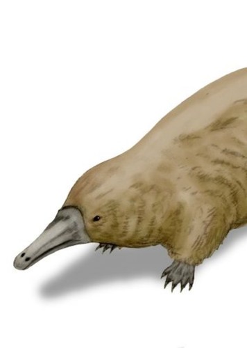 Steropodon Fan Casting for Prehistory | myCast - Fan Casting Your ...