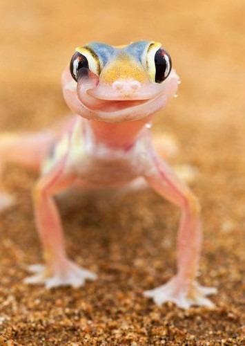 Christopher Judge on myCast - Fan Casting Your Favorite Stories