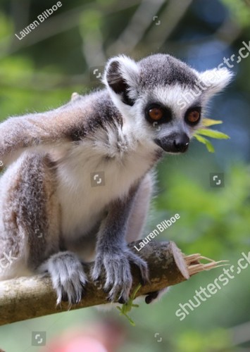 Suri Fan Casting for African Animal (DINOSAUR) | myCast - Fan Casting ...