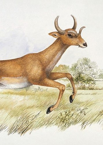 Syndyoceras Fan Casting for Prehistory | myCast - Fan Casting Your ...