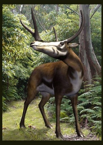 Synthetoceras Fan Casting for Prehistory | myCast - Fan Casting Your ...