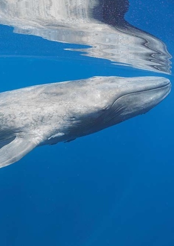 Tank the Giant Female Blue Whale Fan Casting for Finding Nemo (2033 ...