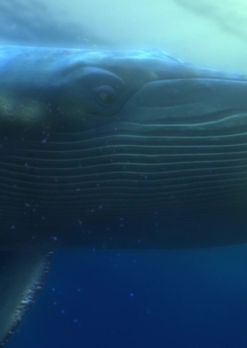 Tank the Whale Fan Casting for Finding Nemo | myCast - Fan Casting Your ...