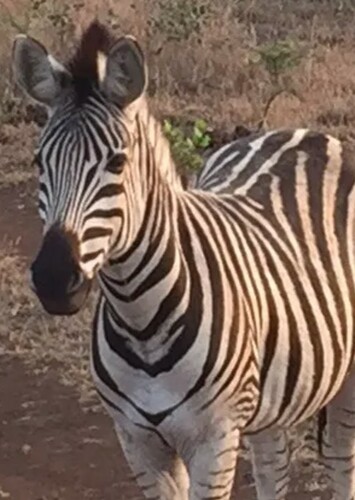 Teenage Zebra Fan Casting for Animals around the world (tv series ...