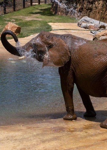 Tembo (African Elephant) Fan Casting for Endangered Species | myCast ...