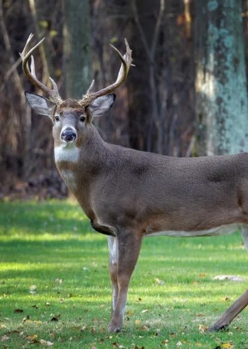 The Great Prince Of The Forest Fan Casting for Bambi (2023) | myCast ...