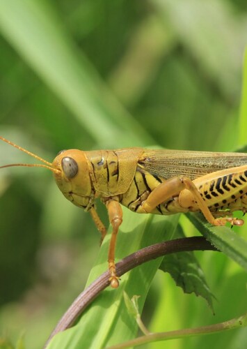 Thumper Fan Casting for Disney A Bug's Life Live Action | myCast - Fan ...