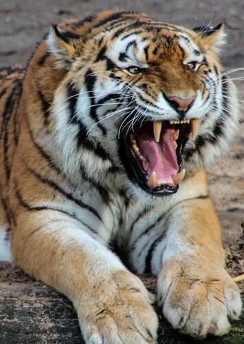 Nature (TV Program) Fan Casting on myCast