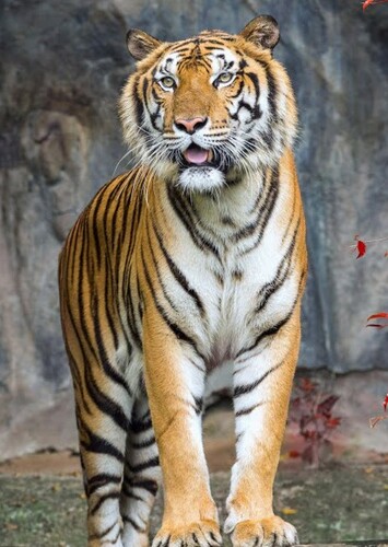 The fascinating World of Animals (TV Series) Fan Casting on myCast