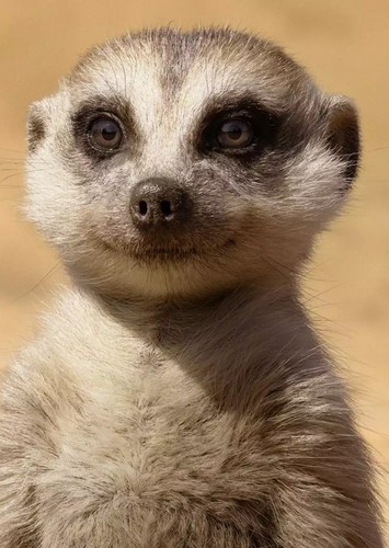 Timon Fan Casting for Mario, Sonic,Lincoln Loud, Pikachu, Toon Link the ...