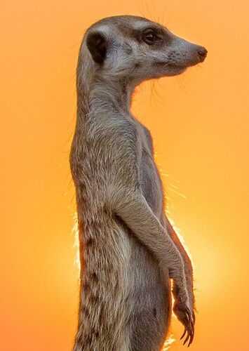 National Geographic's A Real Lion King Fan Casting on myCast