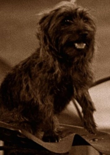 Toto (The Wizard of Oz) Fan Casting for Beauty and the Beast (1991 ...