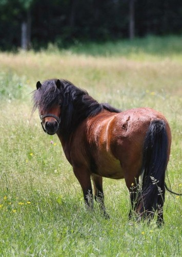 Tucker (Racing Stripes) Fan Casting for The North American Animals ...