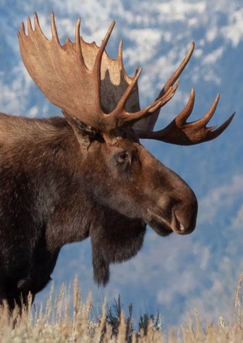 Tuke Fan Casting for Brother Bear (2023) | myCast - Fan Casting Your ...