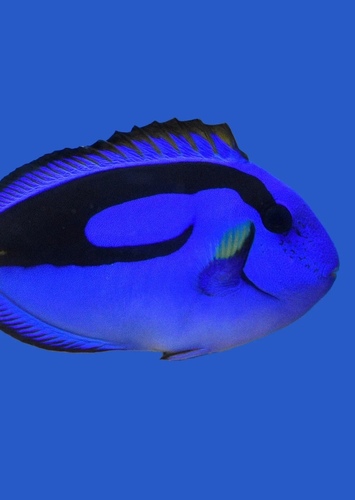 Find an Actor to Play Tween Dory in Live Action Finding Dory (2036) on ...