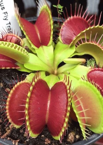 Venus Flytrap Fan Casting for Fictional Characters by Flower Symbolism | myCast - Fan Casting ...