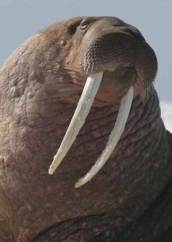 Waris Fan Casting for Celebrities as animals | myCast - Fan Casting ...