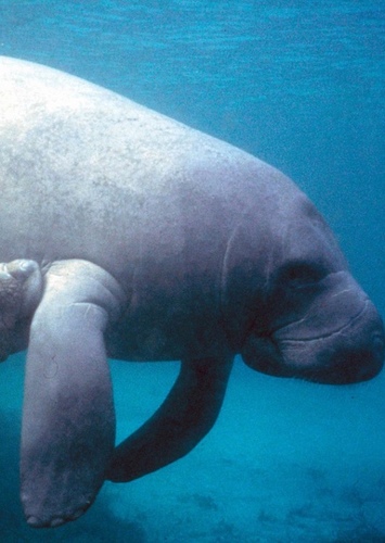 West Indian Manatee Fan Casting for The Florida Everglades (tv series ...
