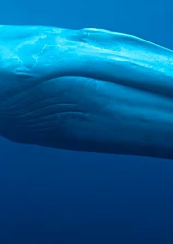 Whale Fan Casting for Animals the series | myCast - Fan Casting Your ...