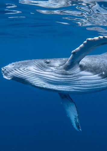 Whale Fan Casting for Animals, Atlas, Nature, and Wildlife. | myCast ...