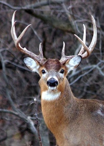 White Tailed Deer Fan Casting for North American Animals tv series | myCast - Fan Casting Your ...