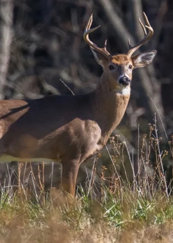 White Tailed Deer Fan Casting for Nat Geo Wild: North America | myCast - Fan Casting Your ...